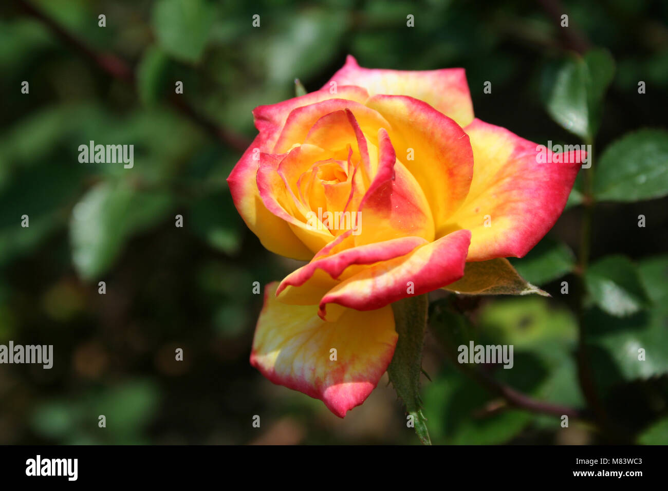 an image of a colored rose with bud Stock Photo - Alamy