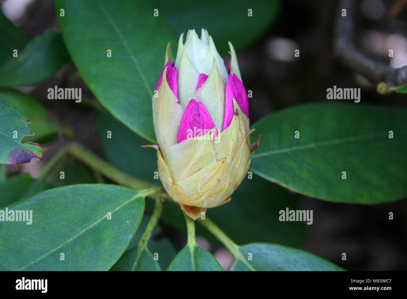 an image of a Rhododendron Flower Bud Stock Photo - Alamy
