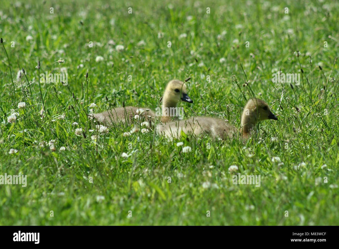 Gossling hi-res stock photography and images - Alamy