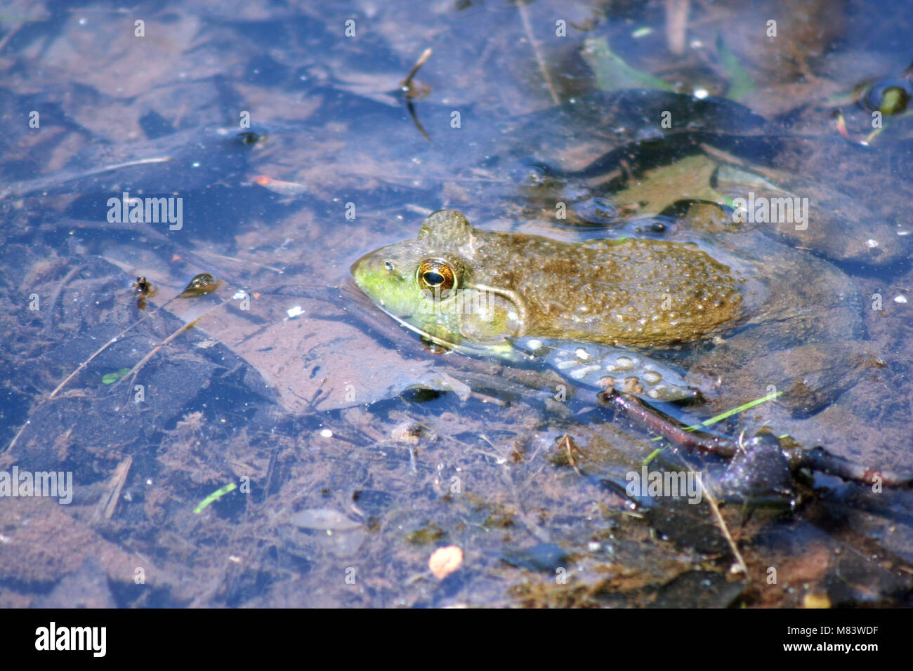 an image of a Frog in water Stock Photo - Alamy
