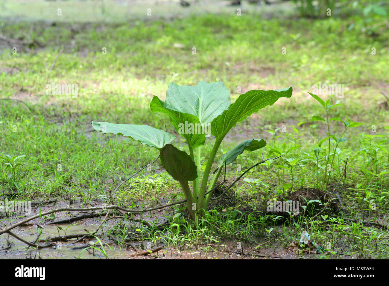 an image of a large leafed swamp plant Stock Photo - Alamy