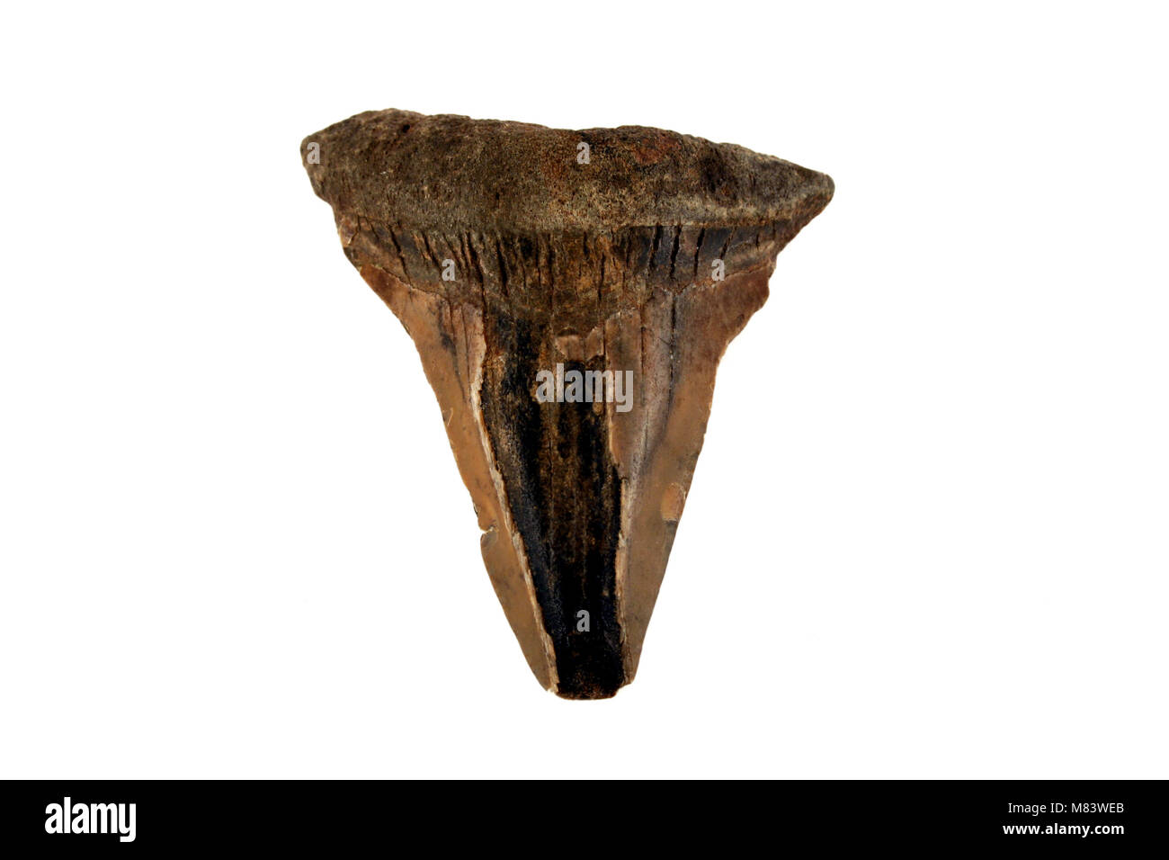 an image of a fossilized shark tooth Stock Photo - Alamy