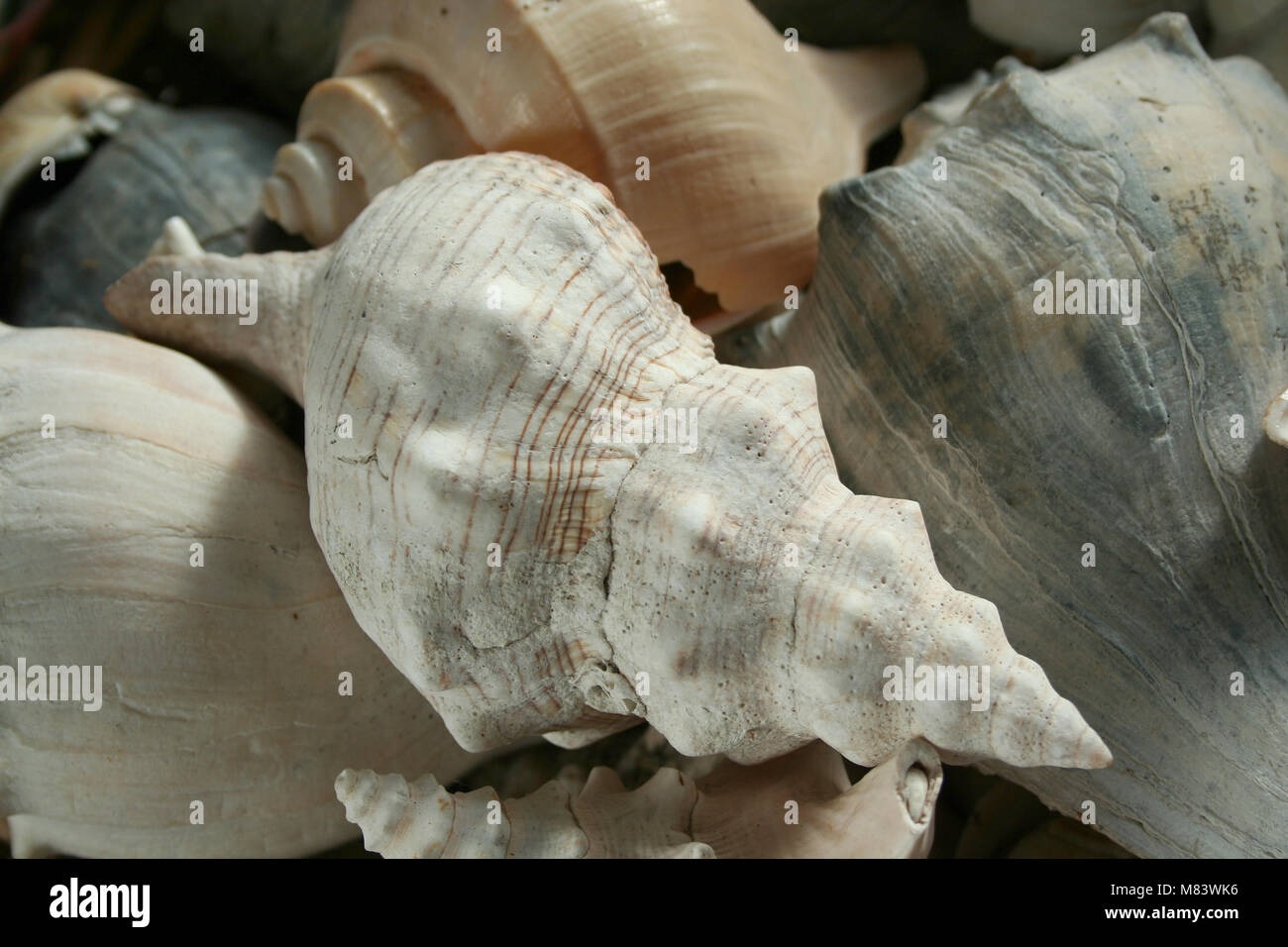 an image of some Seashells Stock Photo - Alamy