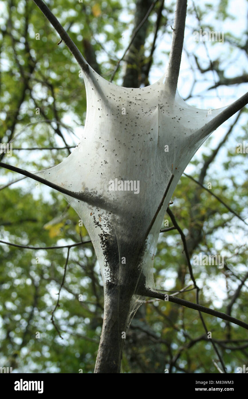 Gypsy moth nest store