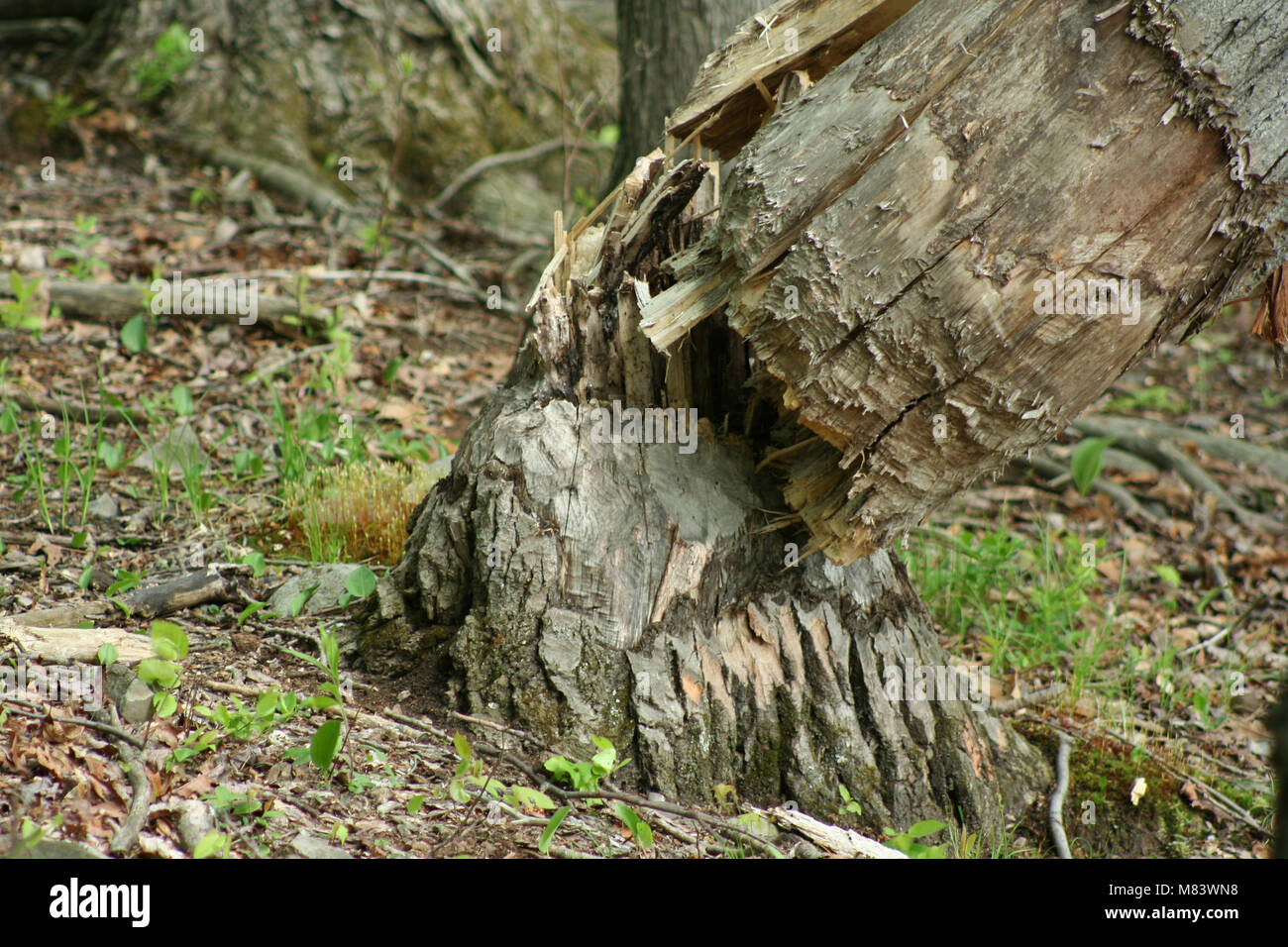 Claw marks tree hi-res stock photography and images - Alamy