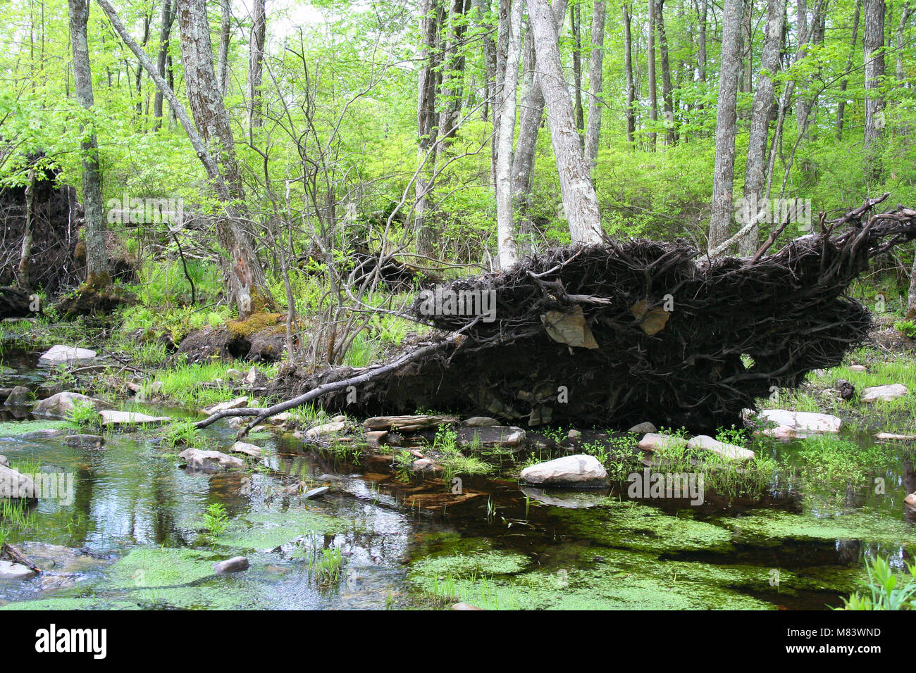 an image of a Fallen tree in a swamp Stock Photo - Alamy