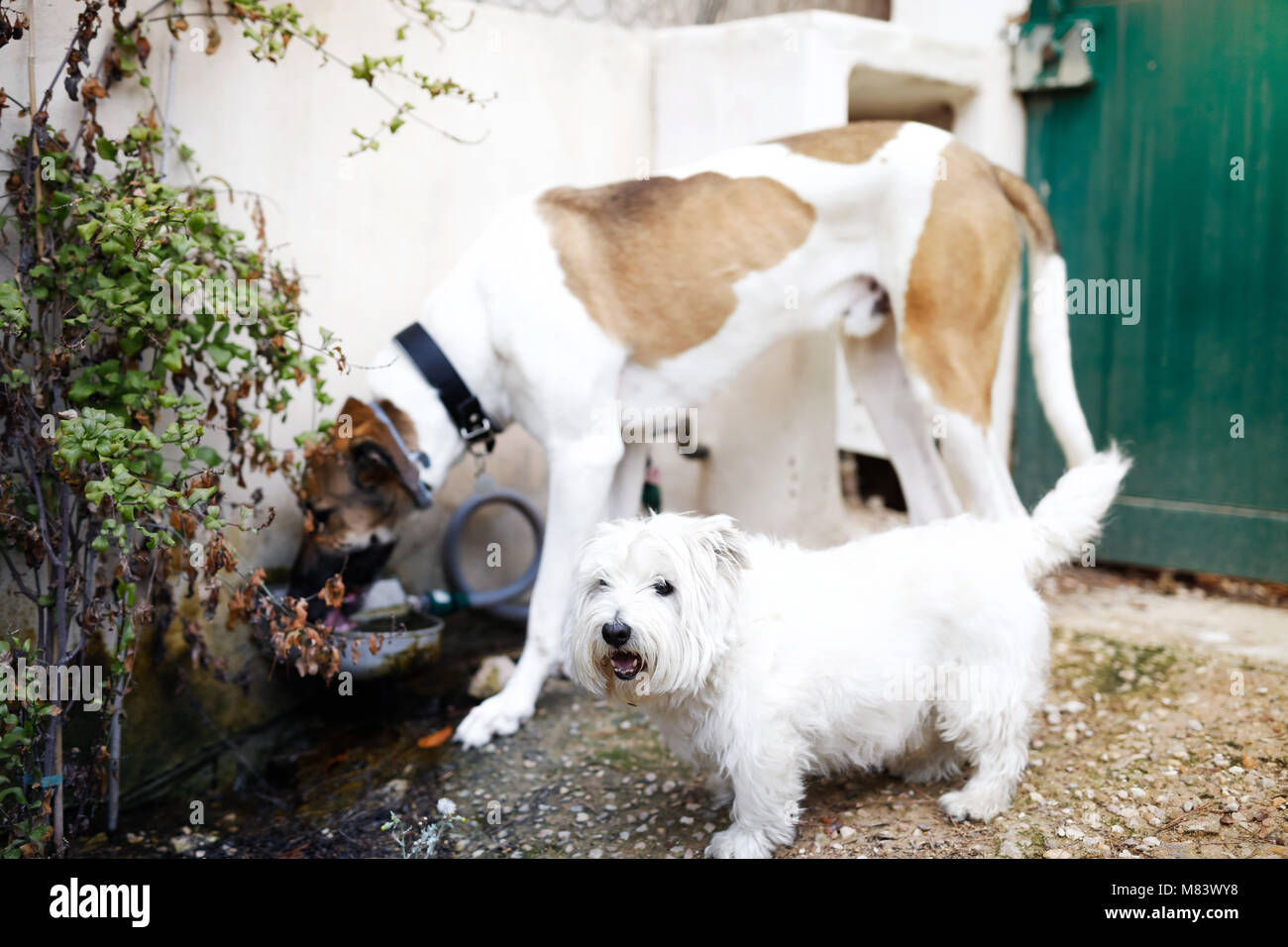 White labrador drinking water hi-res stock photography and images - Alamy