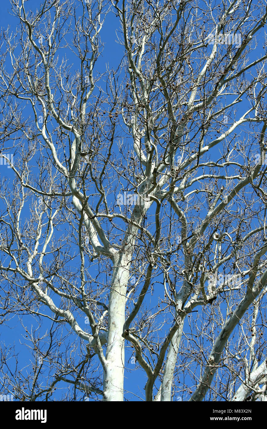 A sycamore tree with blue sky Stock Photo - Alamy