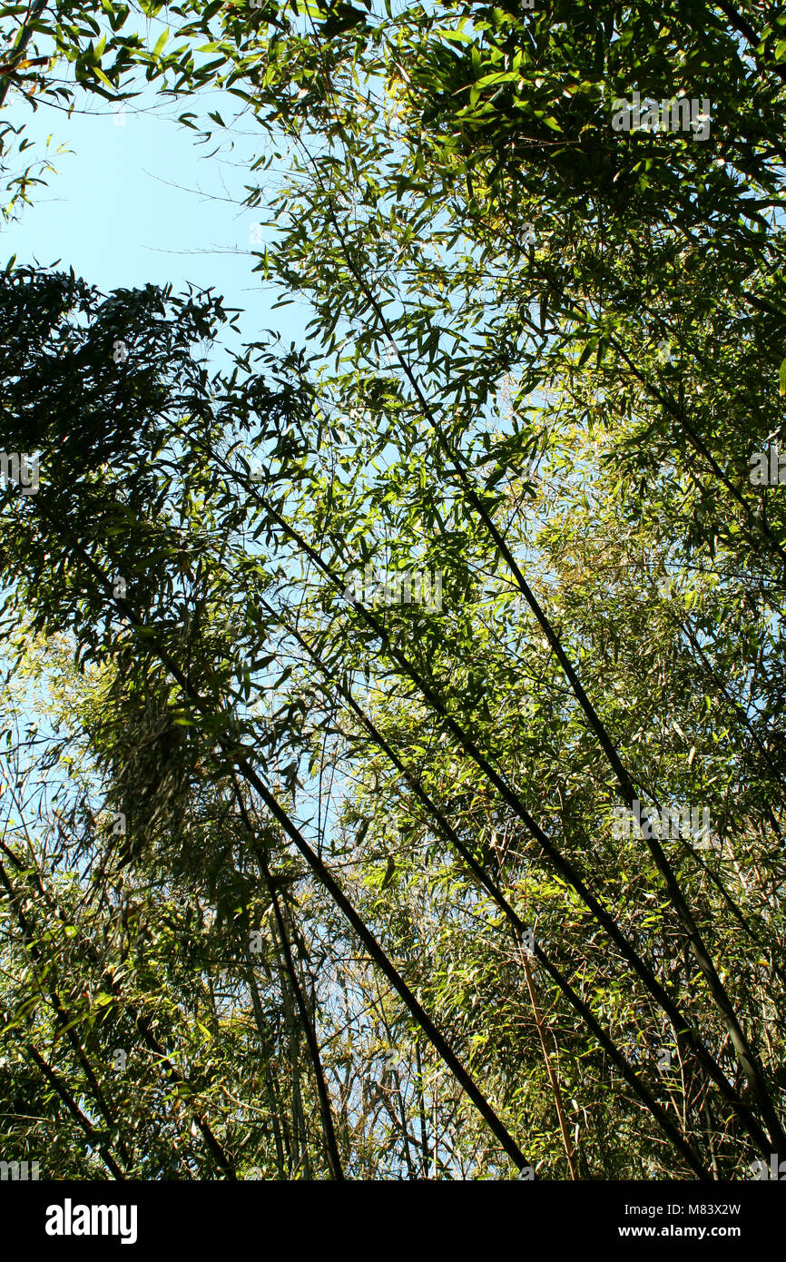 Bunch bamboo trees hi-res stock photography and images - Alamy