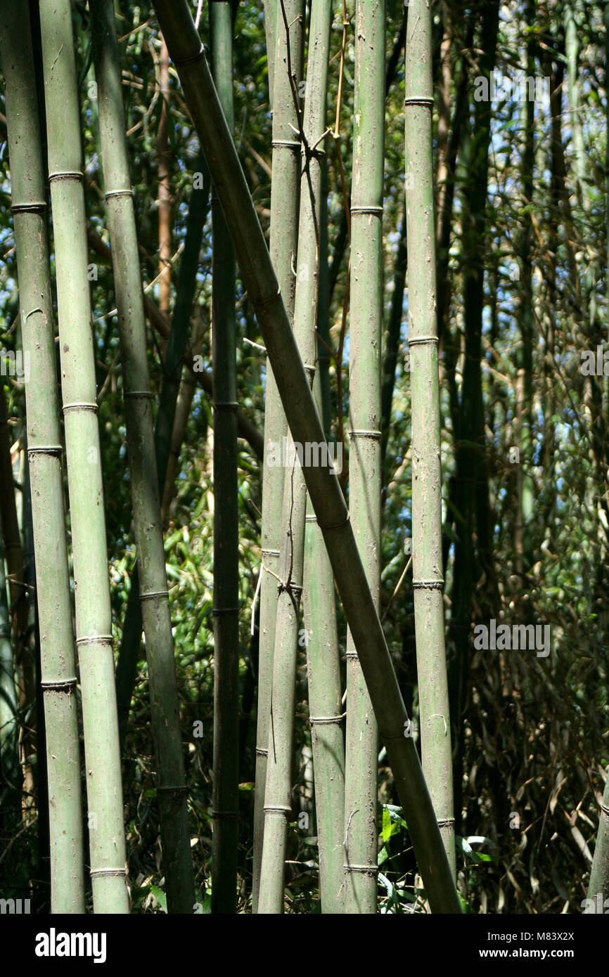 Bunch bamboo trees hi-res stock photography and images - Alamy