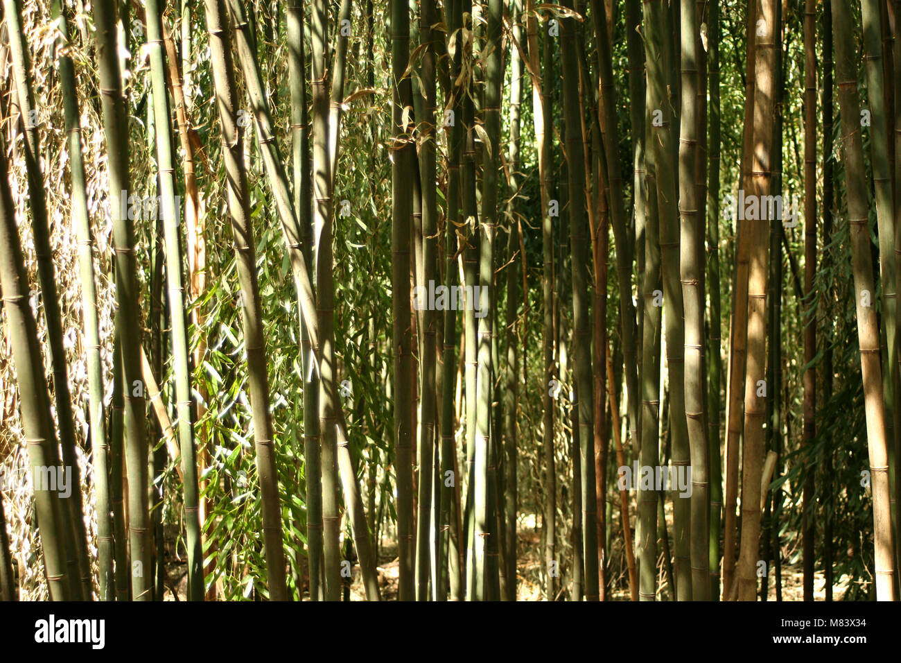 A bunch of Bamboo trees Stock Photo - Alamy