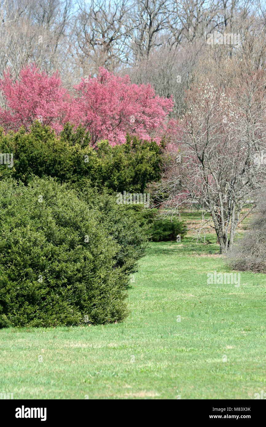 Lush trees and bushes image Stock Photo - Alamy