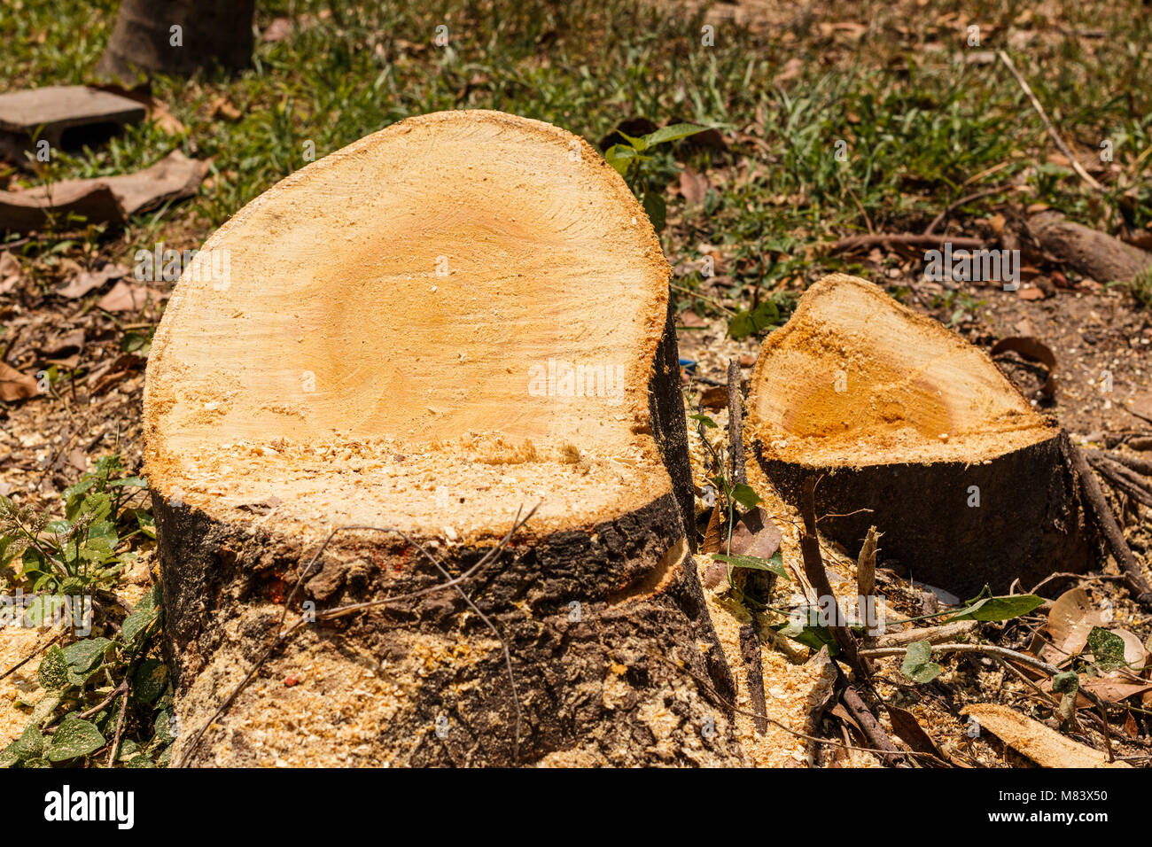 Tree stump, deforestation in the background Stock Photo - Alamy