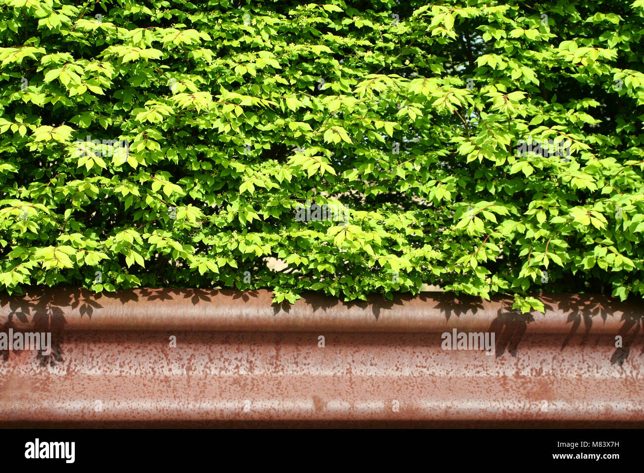A lush green bush background Stock Photo - Alamy