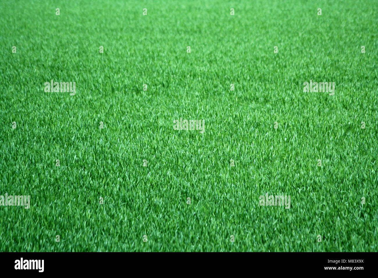 Grass background image hi-res stock photography and images - Alamy