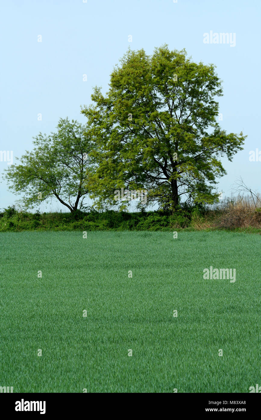Two trees edge field hi-res stock photography and images - Alamy