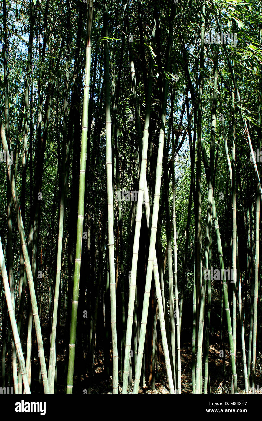 A bunch of Bamboo trees Stock Photo - Alamy