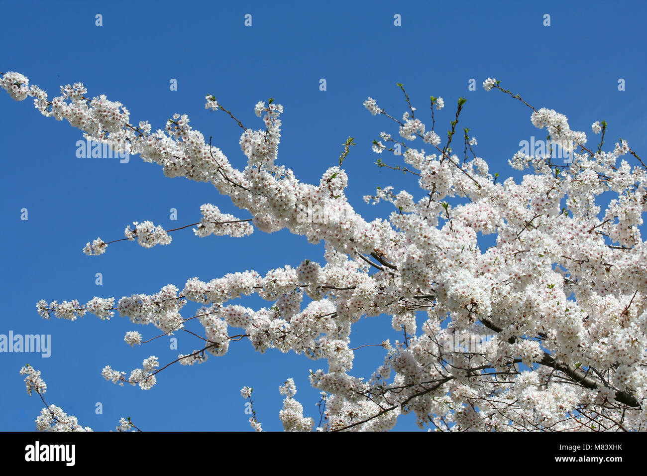 A flowering spring tree Stock Photo - Alamy