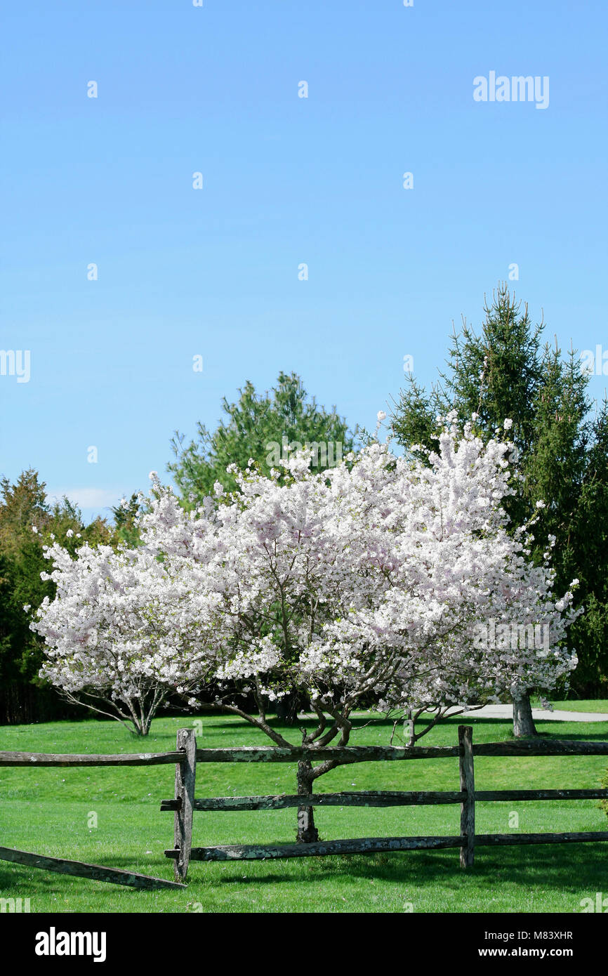 A flowering spring tree Stock Photo - Alamy