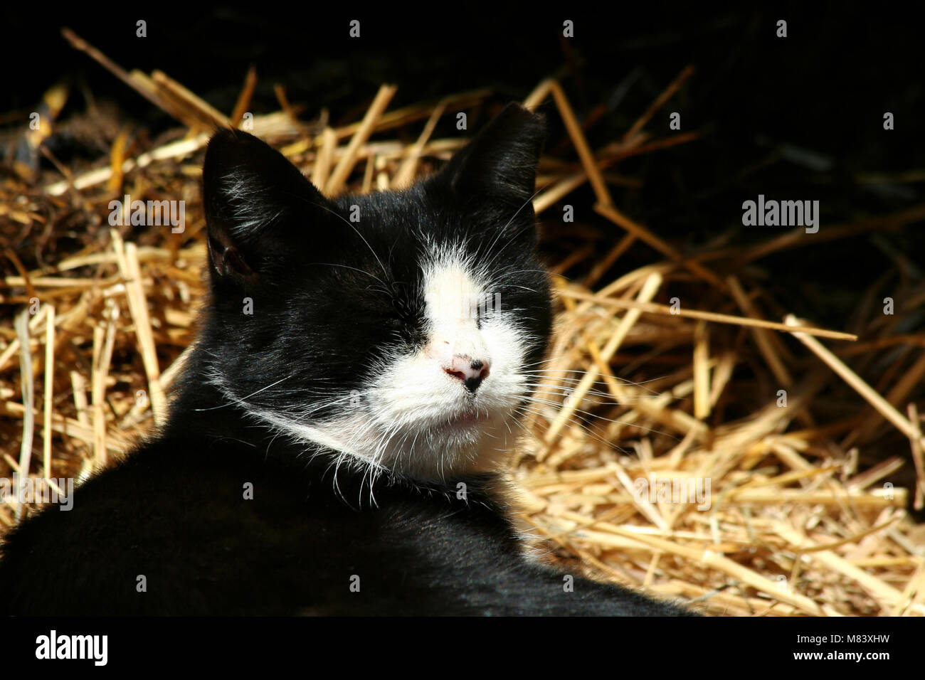 Black and white barn cat laying in straw Stock Photo - Alamy
