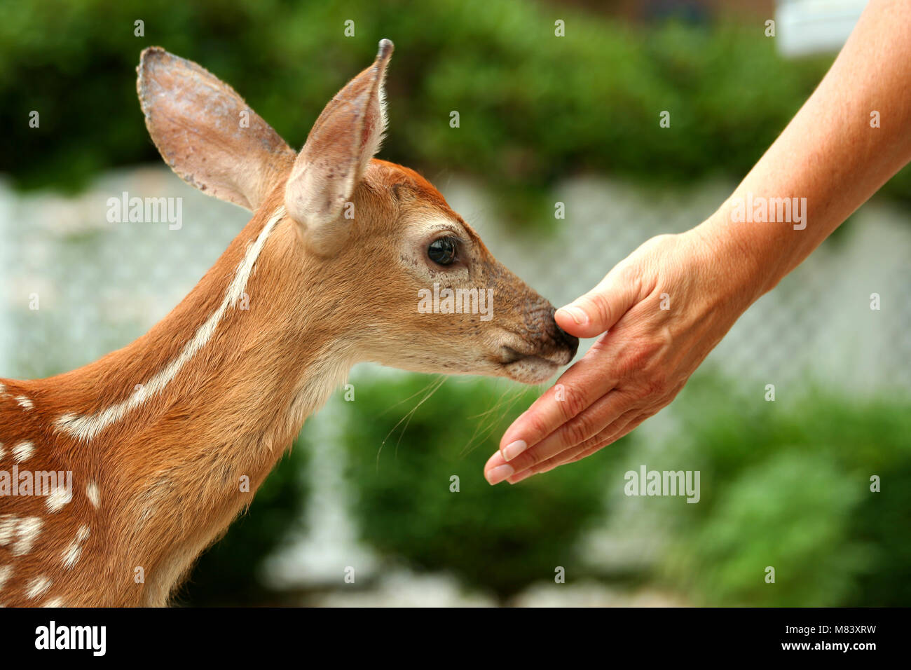 A Young fawn and human hand Stock Photo - Alamy