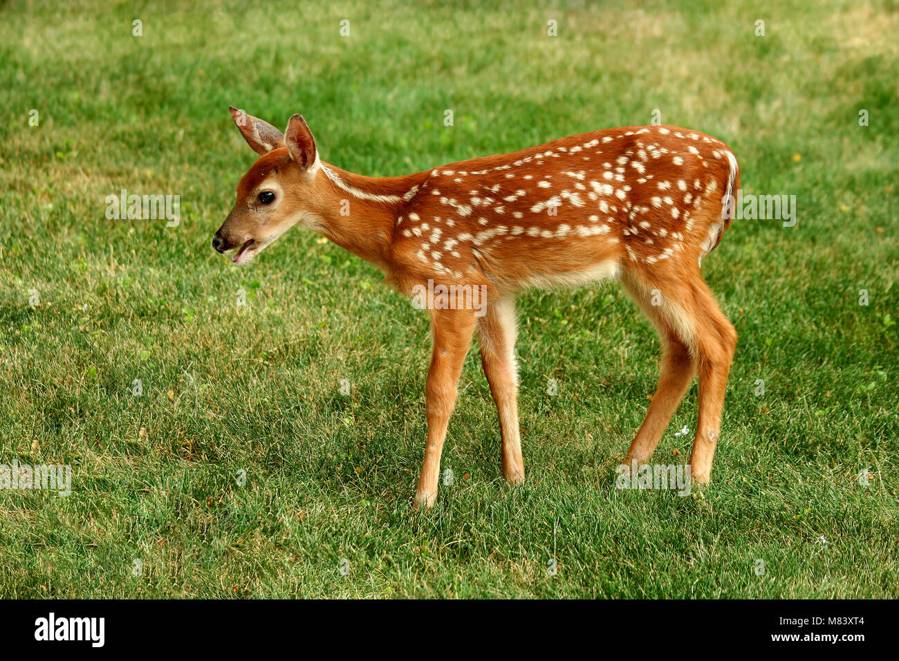 A Young fawn and human hand Stock Photo - Alamy