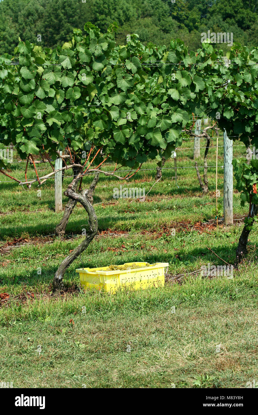 A Container of freshly picked grapes Stock Photo - Alamy