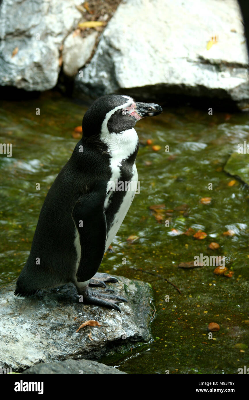 Penquin hi-res stock photography and images - Alamy