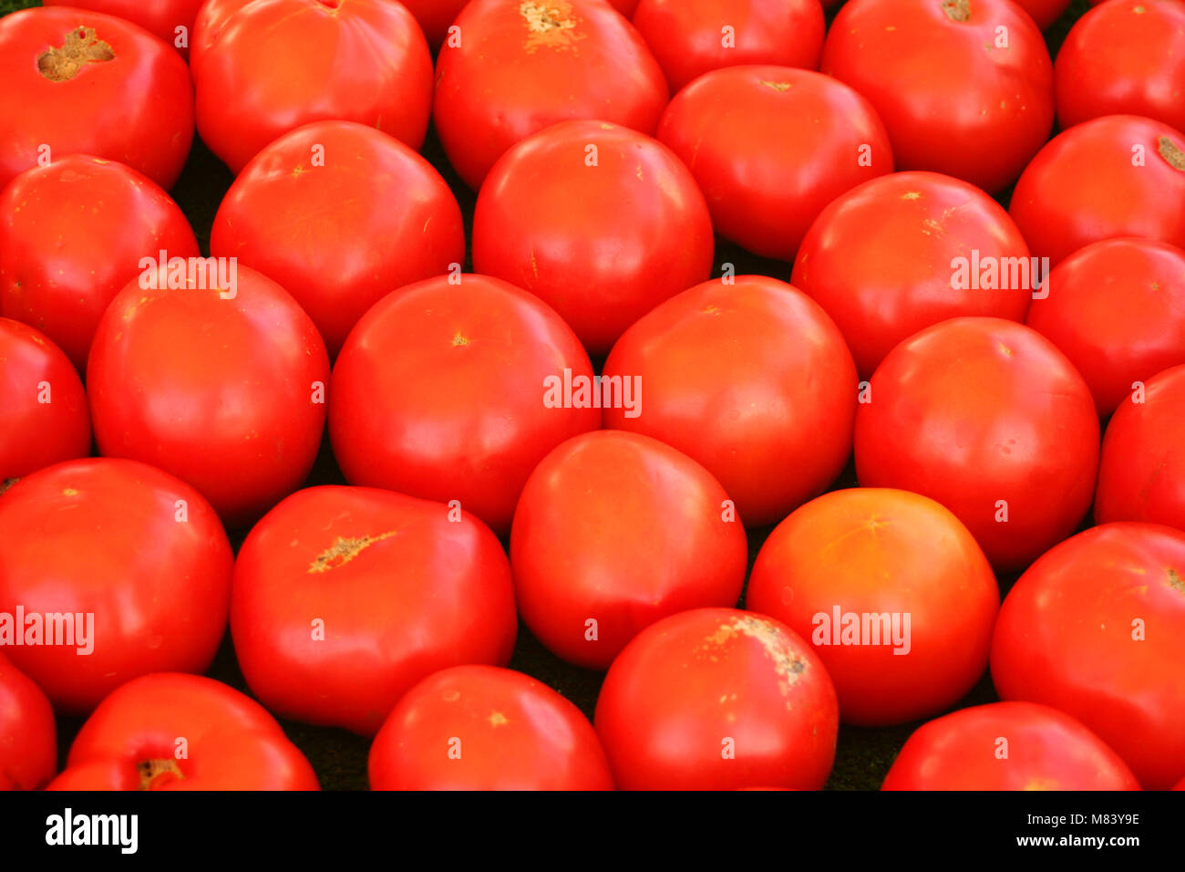 A ripe red tomatoe background Stock Photo - Alamy