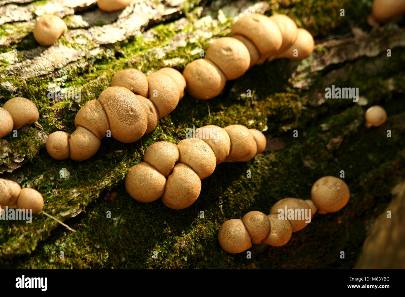 Some Mushrooms on a tree Stock Photo - Alamy