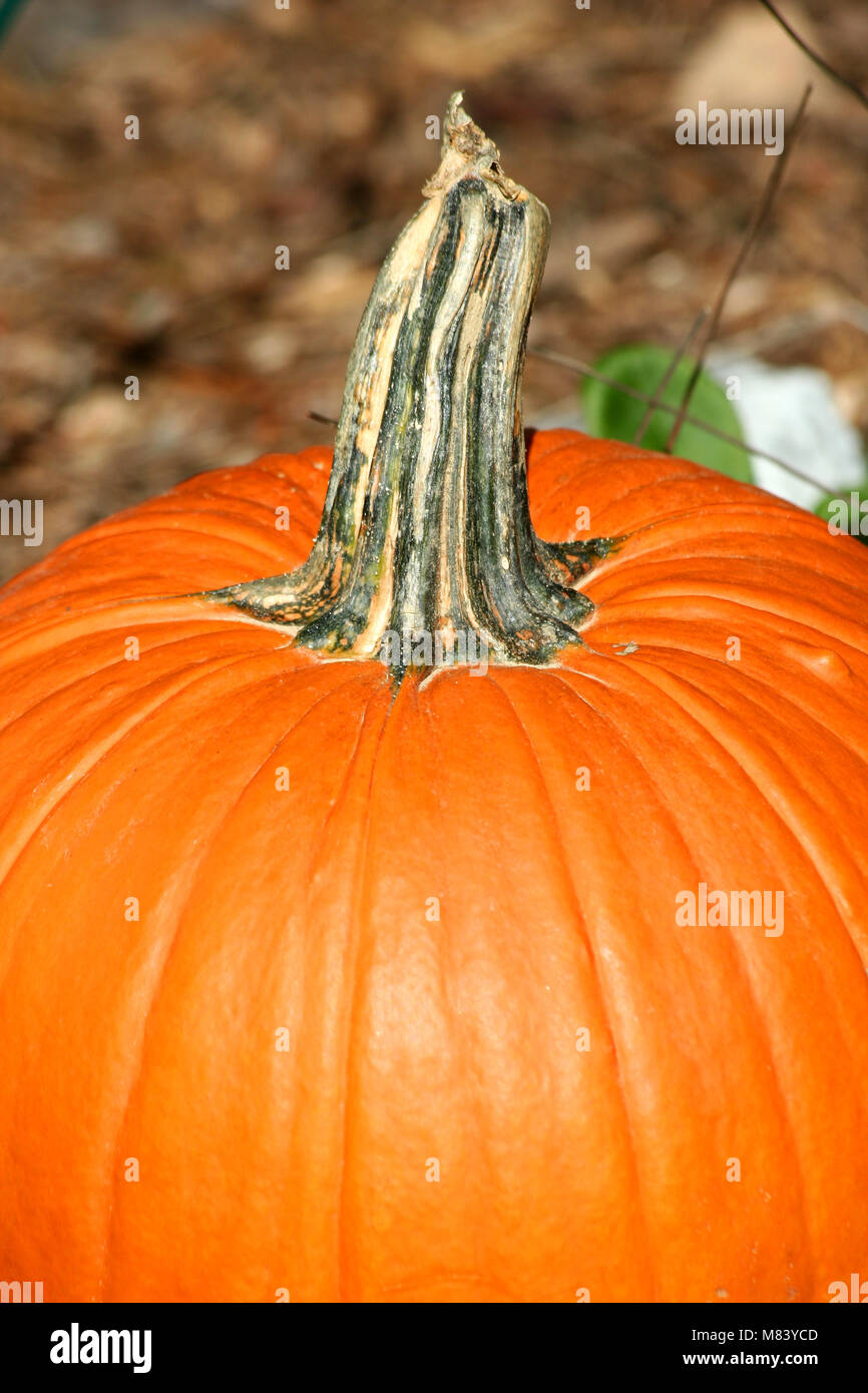 Pumpkin stem hi-res stock photography and images - Alamy