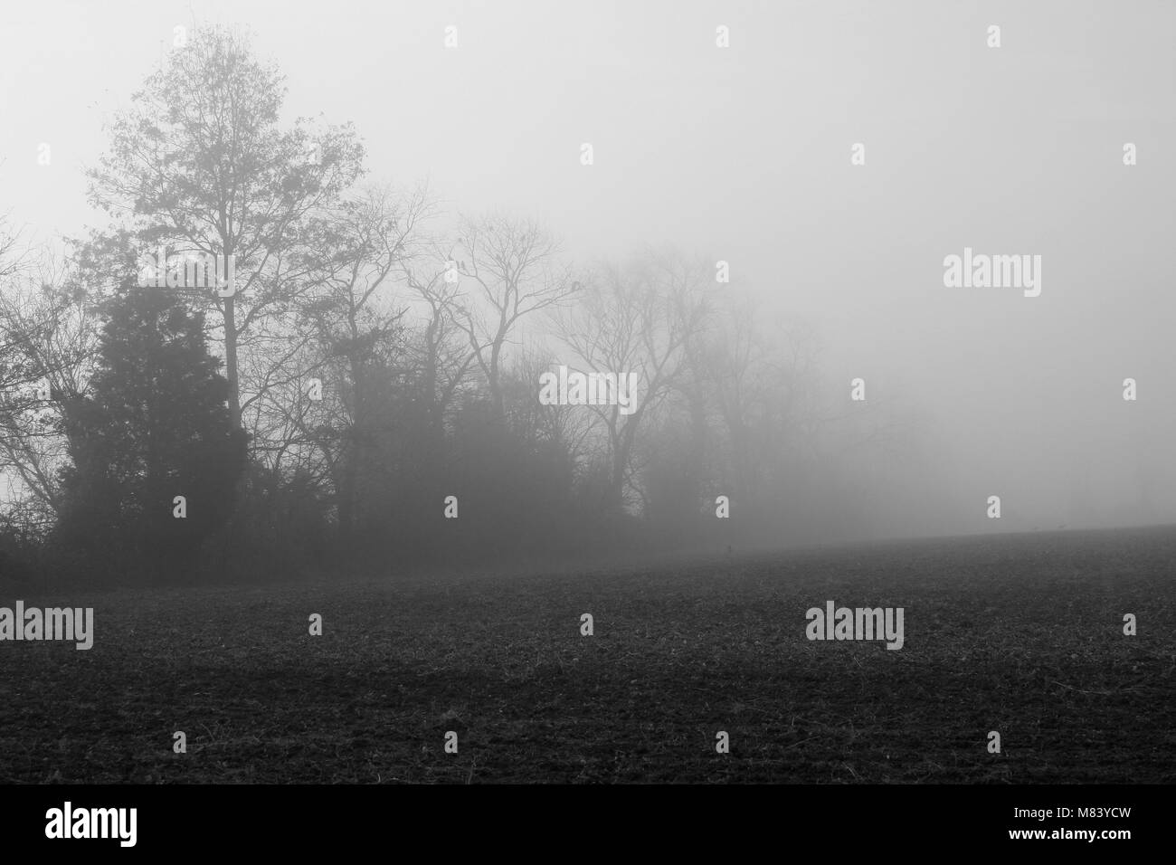 Foggy trees in the morning Stock Photo - Alamy