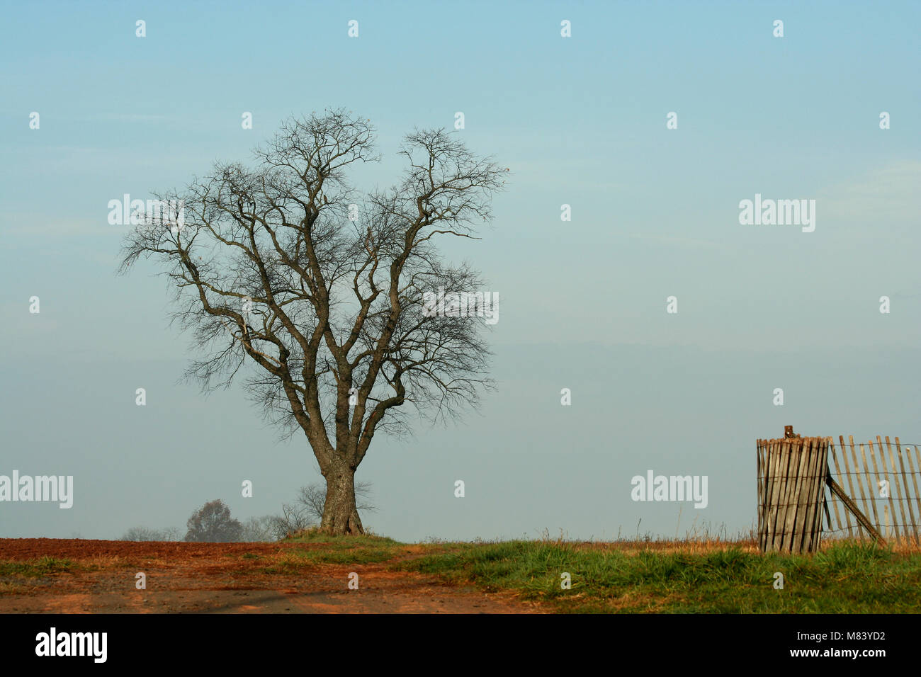 A Large tree in a field Stock Photo - Alamy