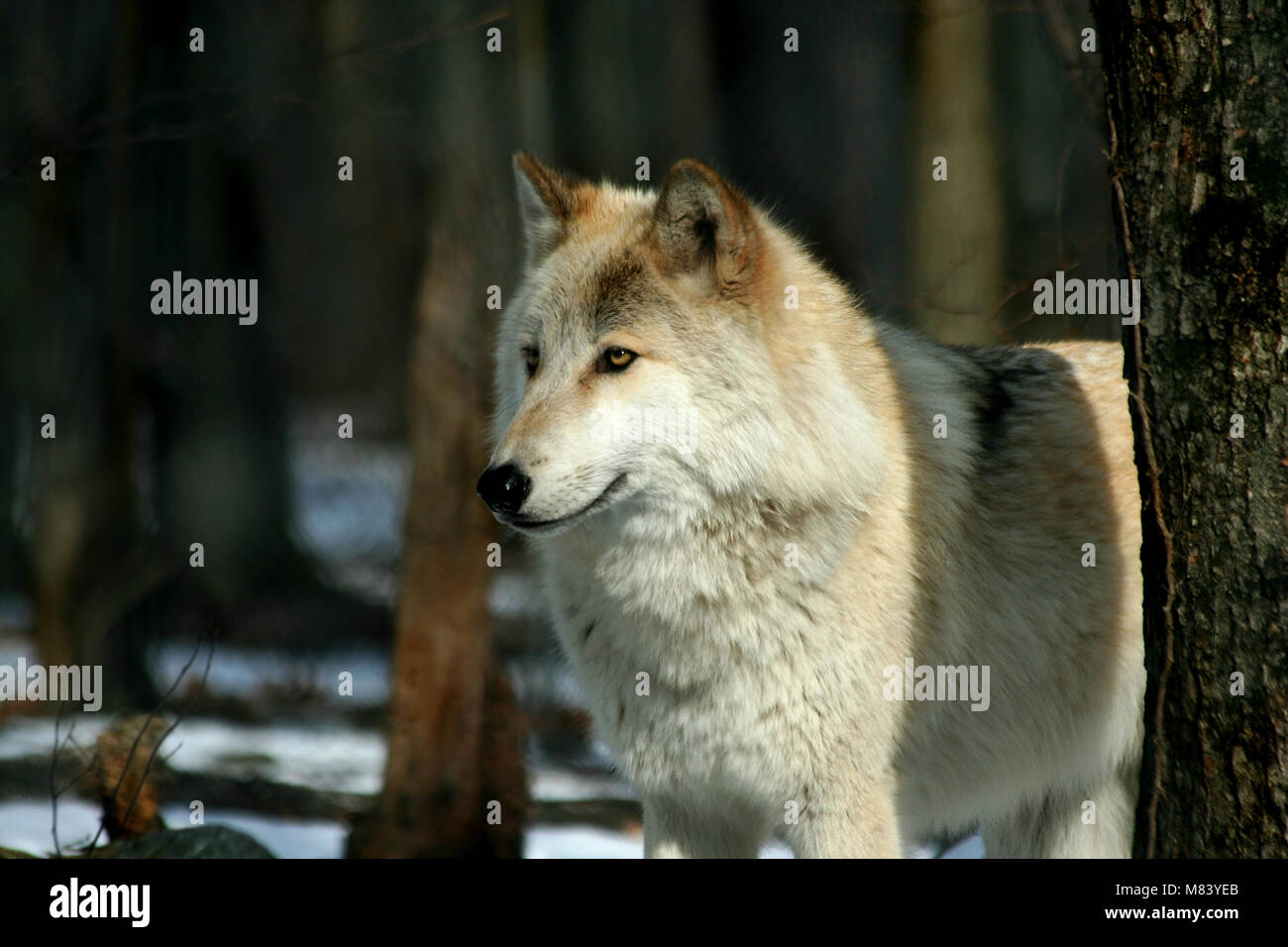 Wolf of the woods hi-res stock photography and images - Alamy