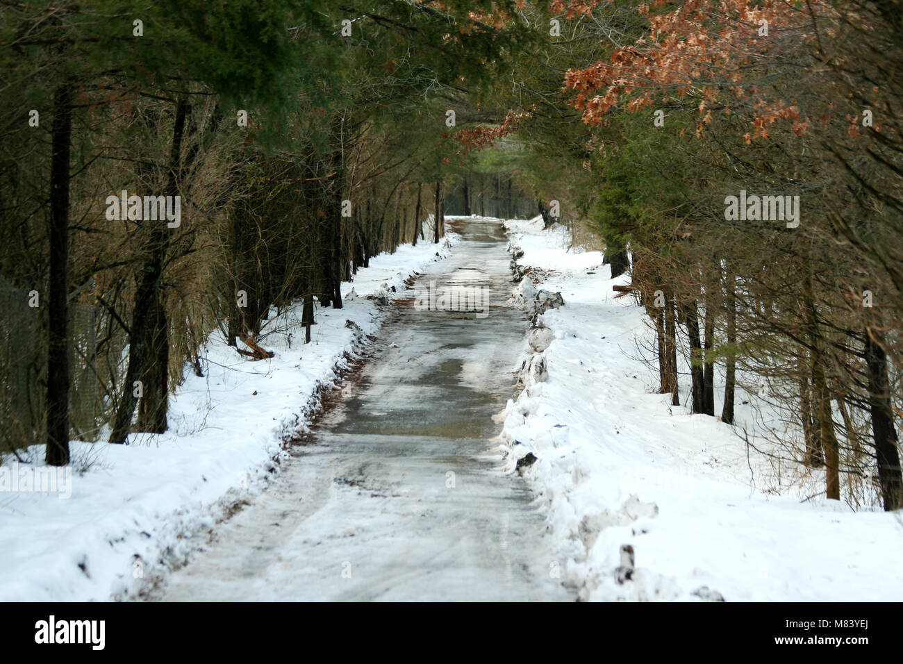 A Snowy path throught the woods Stock Photo - Alamy