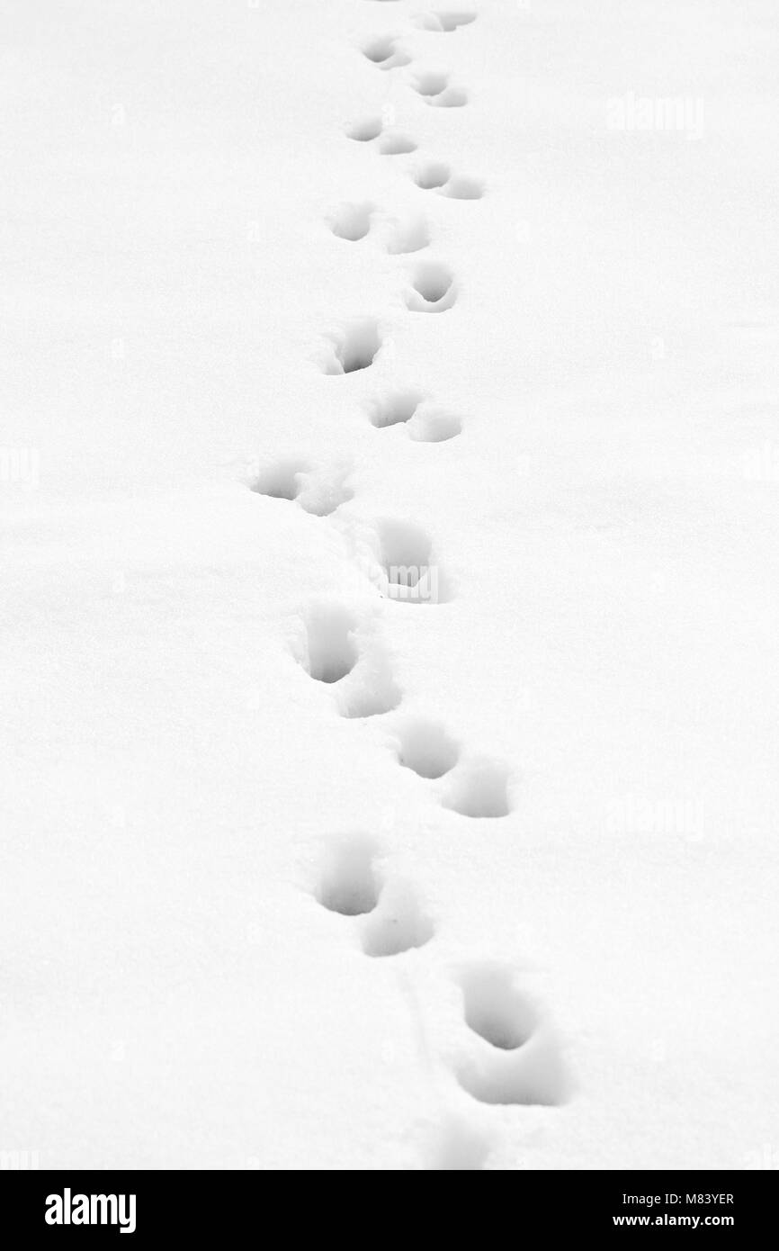 Some Footprints trough the snow Stock Photo - Alamy