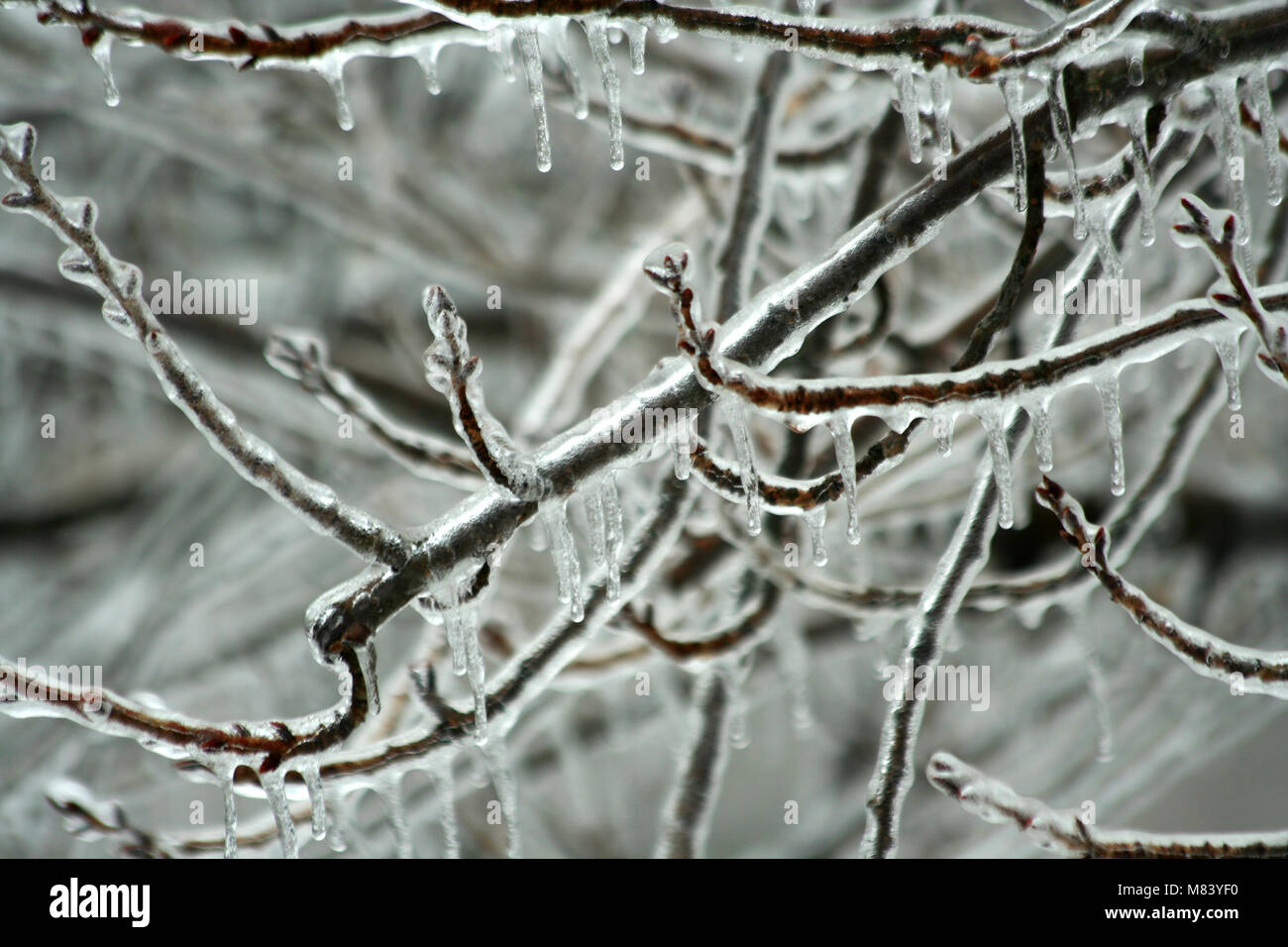 Some Ice coated tree branches Stock Photo - Alamy