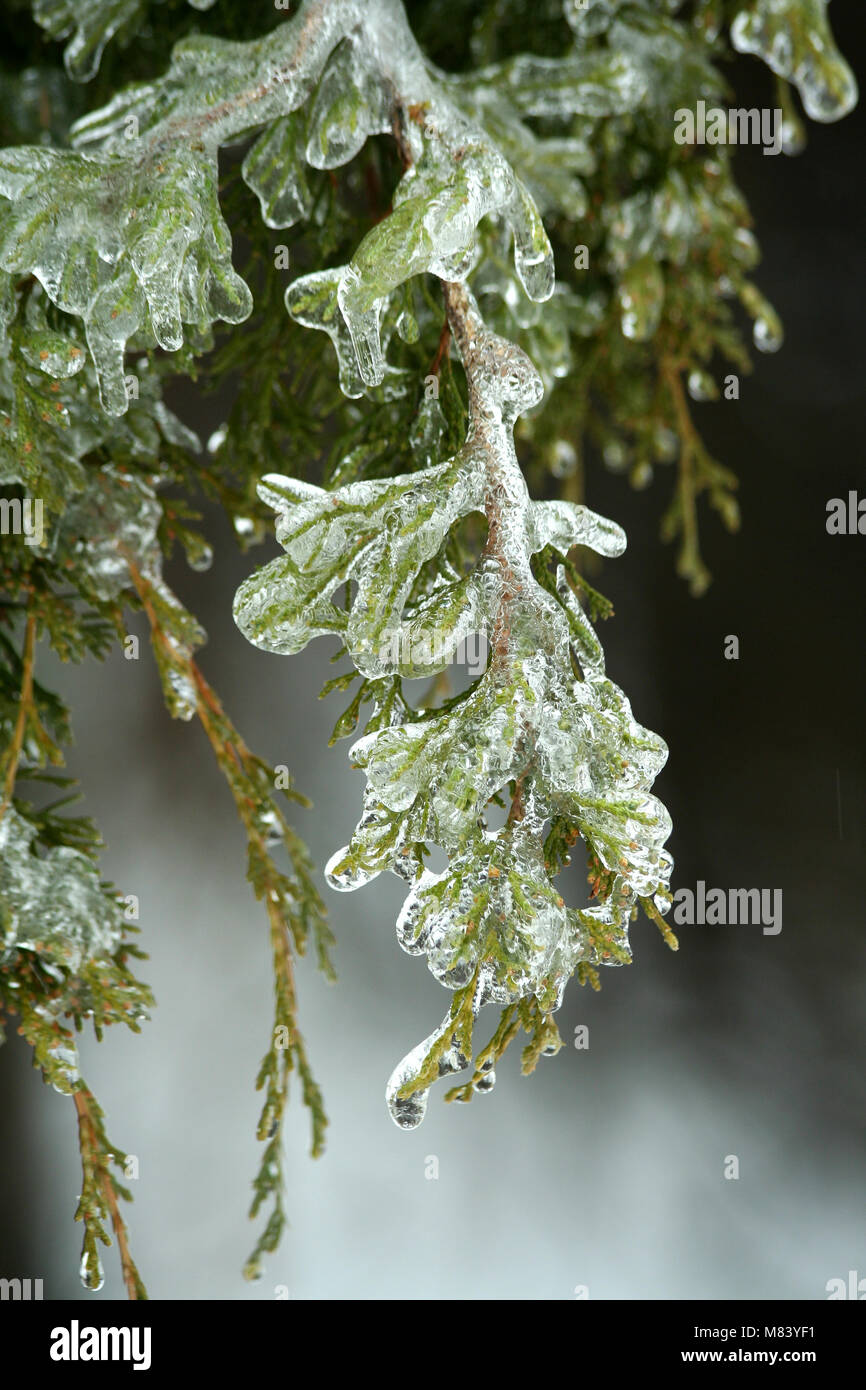 Some Ice coated tree branches Stock Photo - Alamy