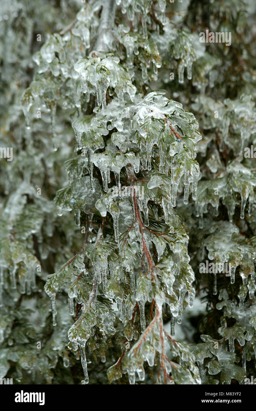 Some Ice coated tree branches Stock Photo - Alamy