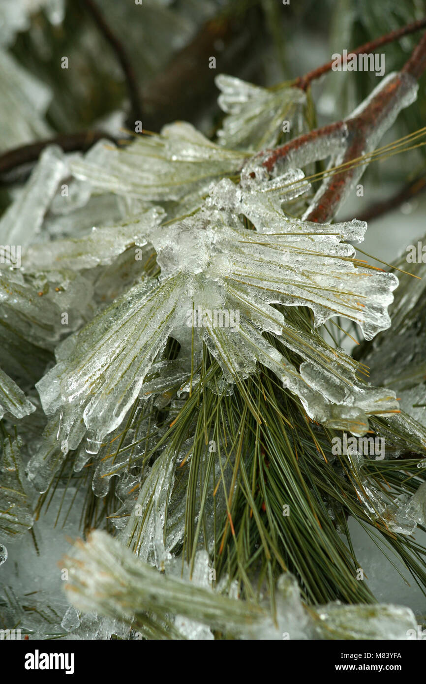 Some Ice coated tree branches Stock Photo - Alamy