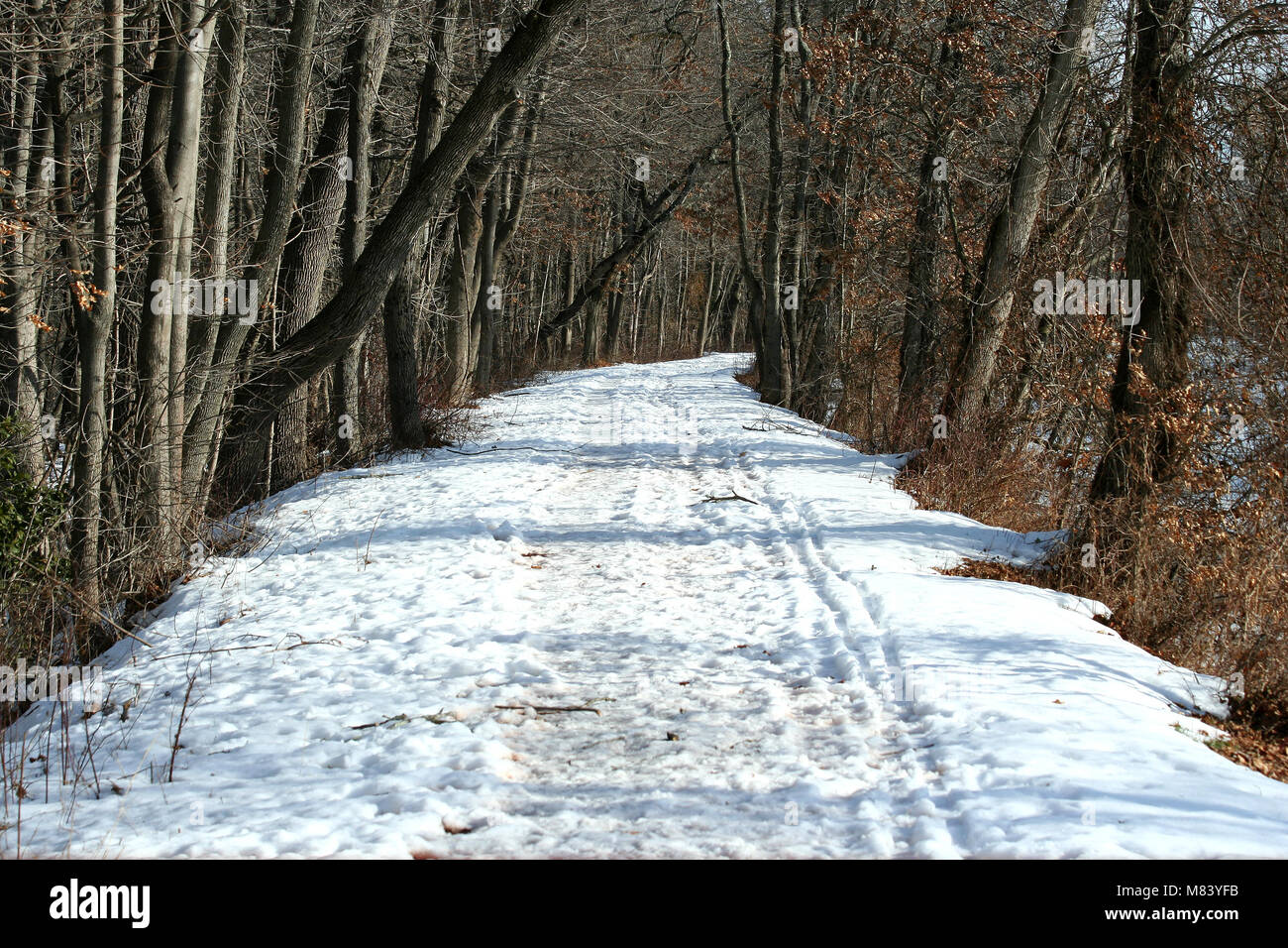 A Snow covered path in the woods Stock Photo - Alamy