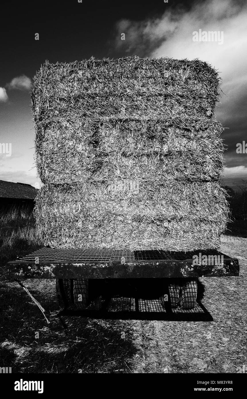 Hay texture Black and White Stock Photos & Images - Alamy