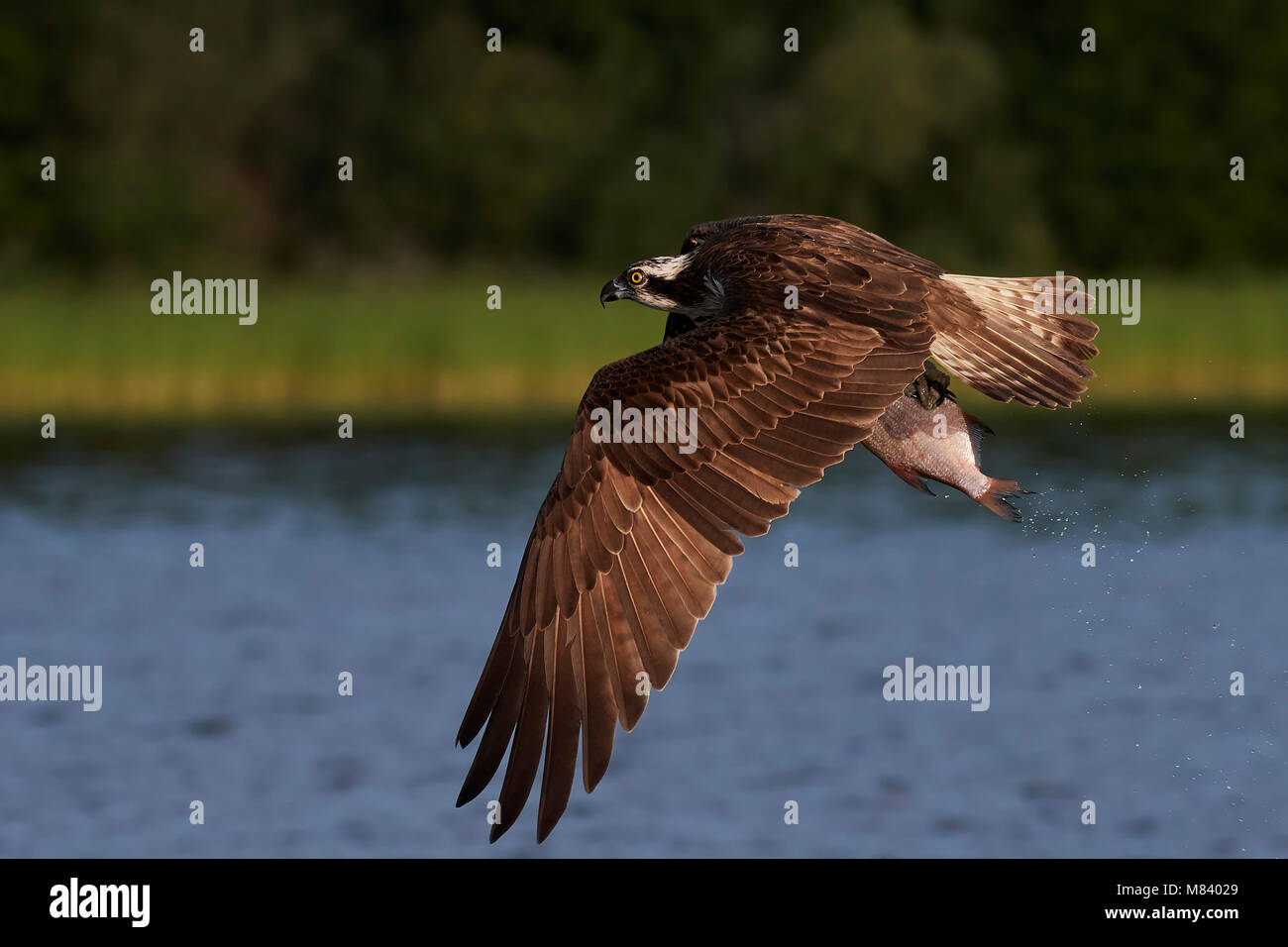Osprey in flight in its natural habitat Stock Photo - Alamy