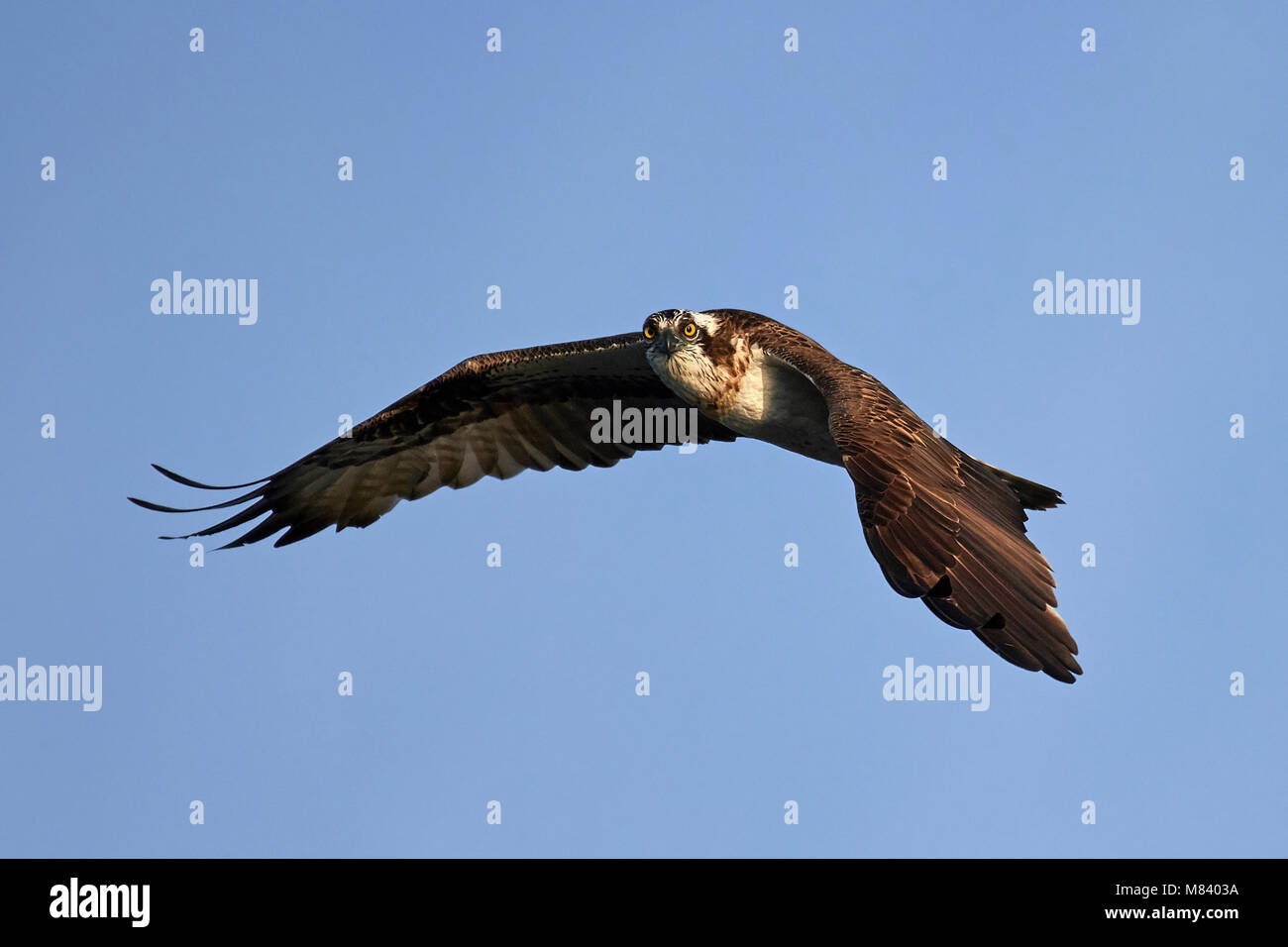 Osprey in flight in its natural habitat Stock Photo - Alamy