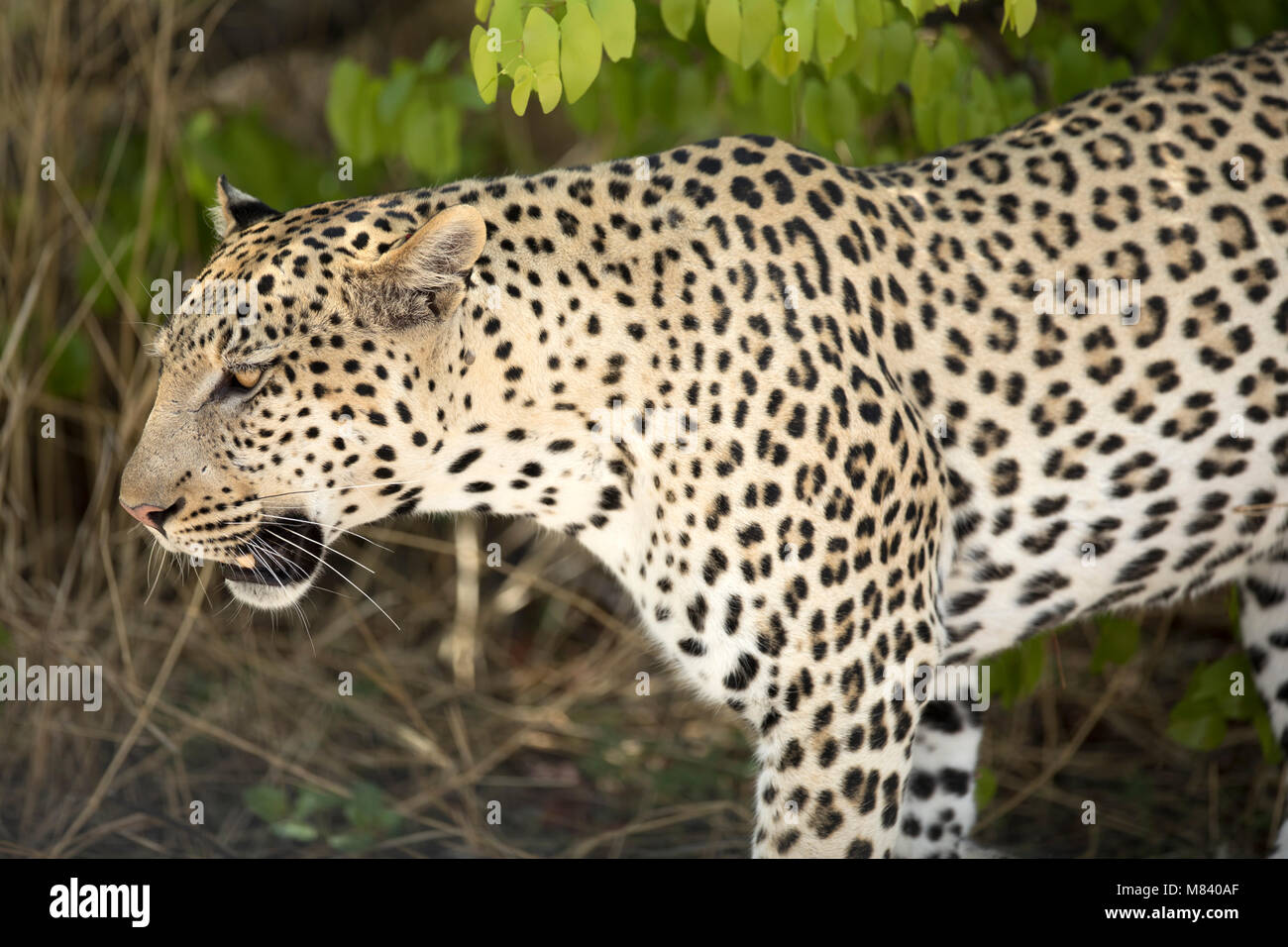 Leopard walking panthera pardus botswana hi-res stock photography and ...