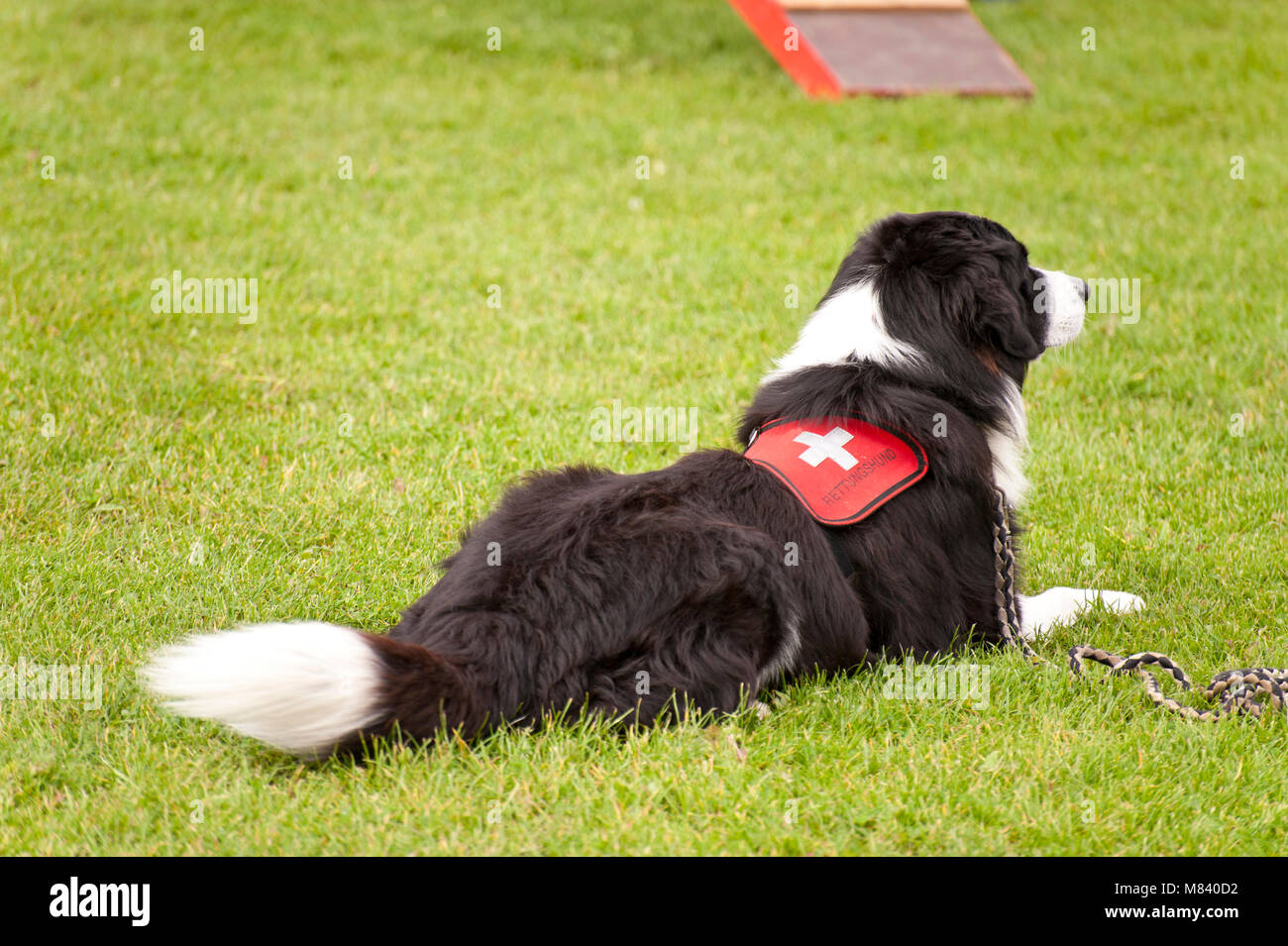 Training of a Rescue Dog Squadron Stock Photo - Alamy
