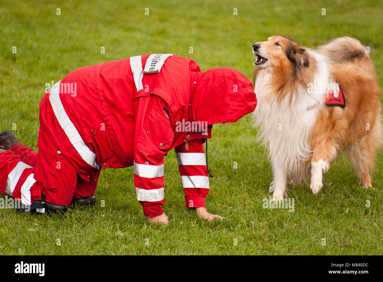 Training of a Rescue Dog Squadron Stock Photo - Alamy