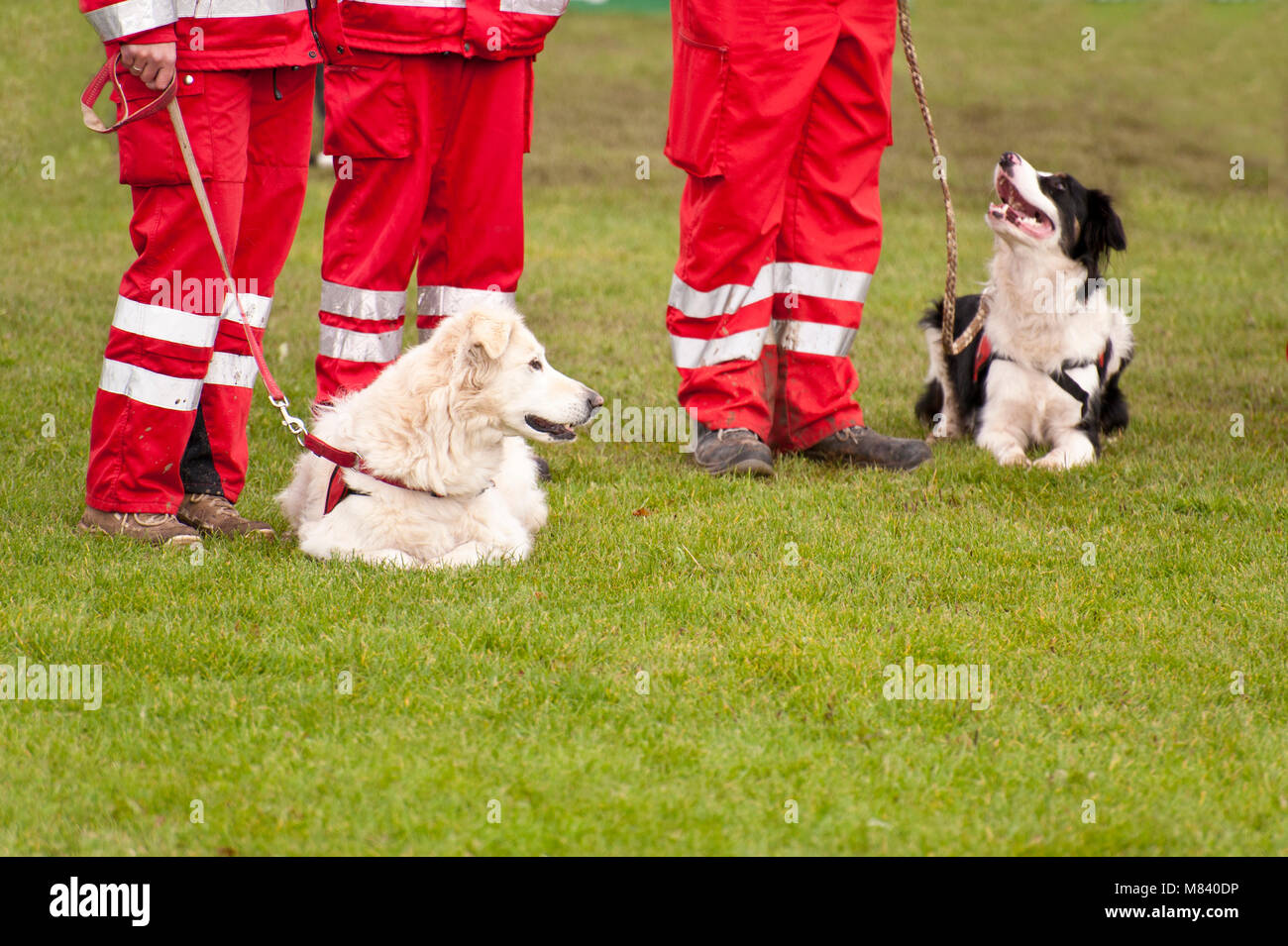 Training of a Rescue Dog Squadron Stock Photo - Alamy