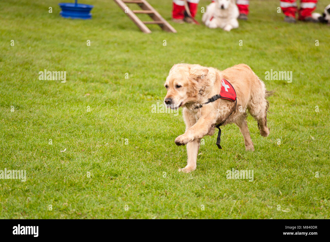 Training of a Rescue Dog Squadron Stock Photo - Alamy