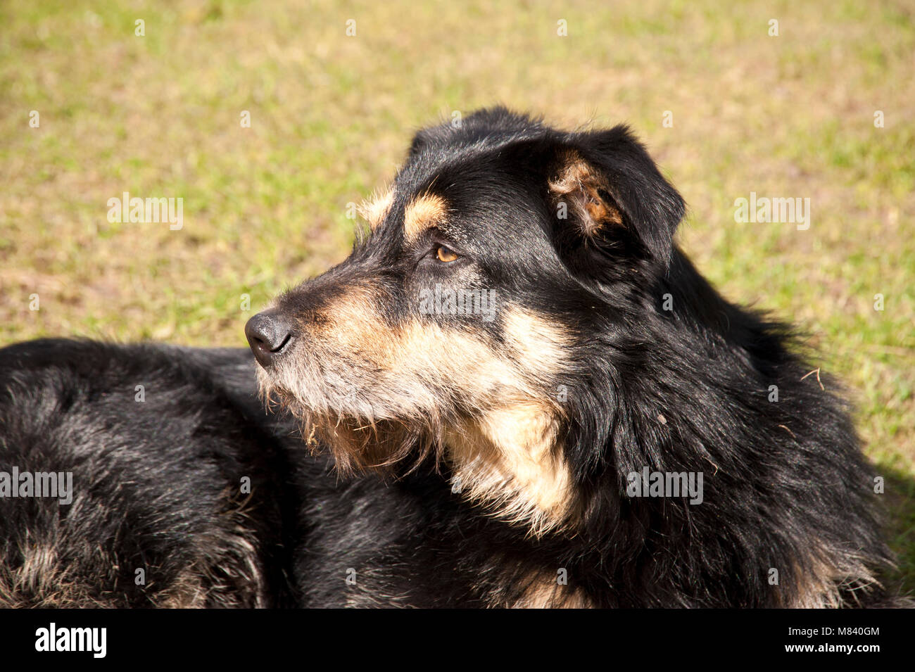 Yound crossbreed Dog Stock Photo - Alamy